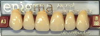 ENIGMA TEETH - UPPER ANTERIORS Size-O – Dental Store